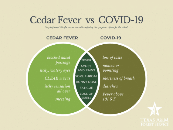 With cedar fever on the rise, how to know if it's allergies or a virus ...